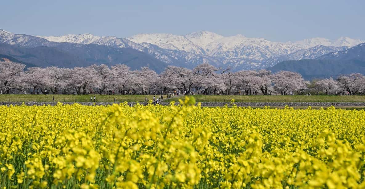 Kanazawa/Toyama: Spring Quartet of Flowers Day Tour | GetYourGuide