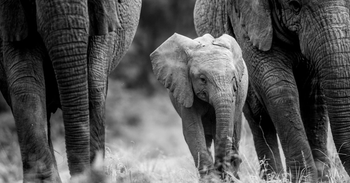 1 Day Akagera Wildlife Safari and Boat ride | GetYourGuide