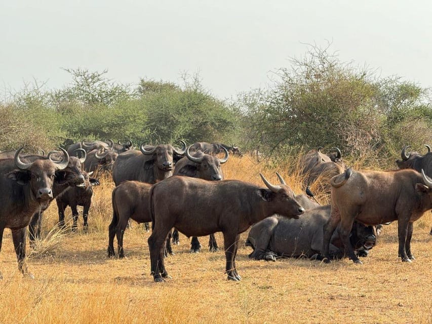 three days Gollira Trekking | GetYourGuide