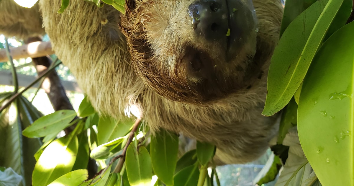 Roatan Excursion: Monkey's and Sloth Snorkel Adventure | GetYourGuide