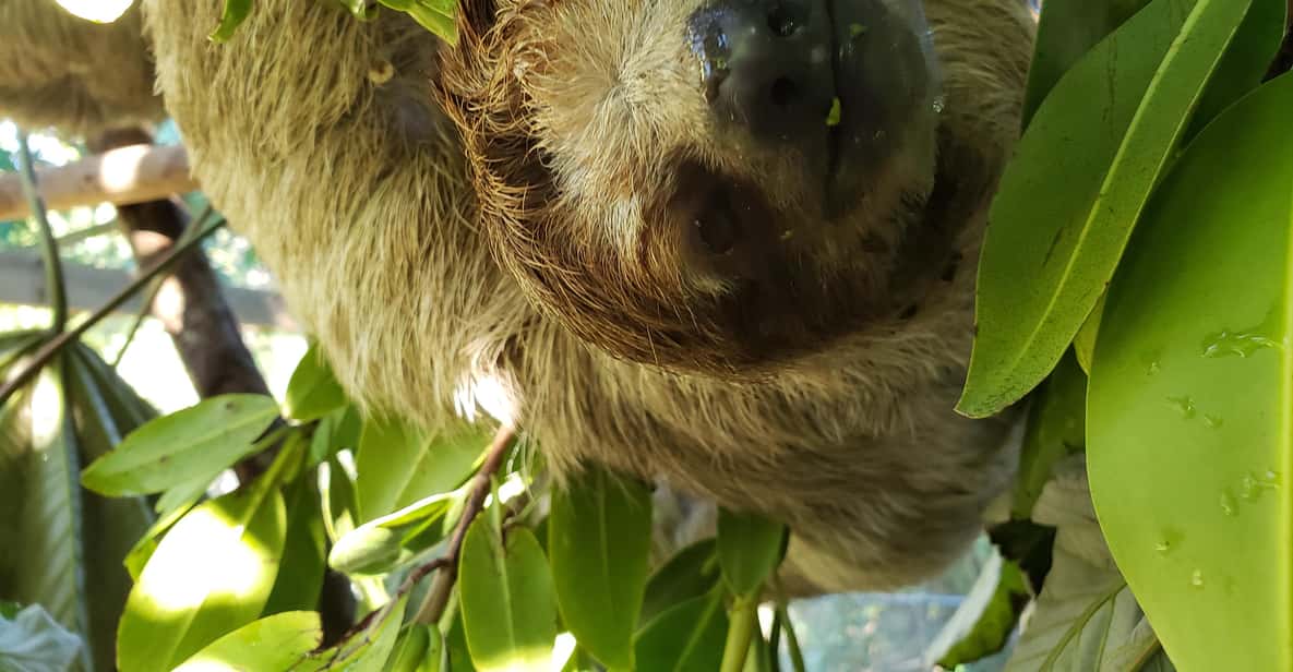 Roatan Excursion: Monkey's and Sloth Snorkel Adventure | GetYourGuide