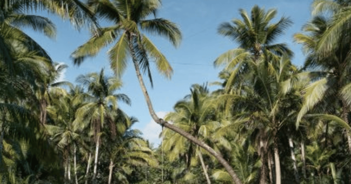 Siargao: Excursión por Tierra con Almuerzo y Laguna de Sugba | GetYourGuide