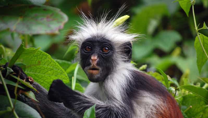 Visite de la forêt de Jozani | GetYourGuide