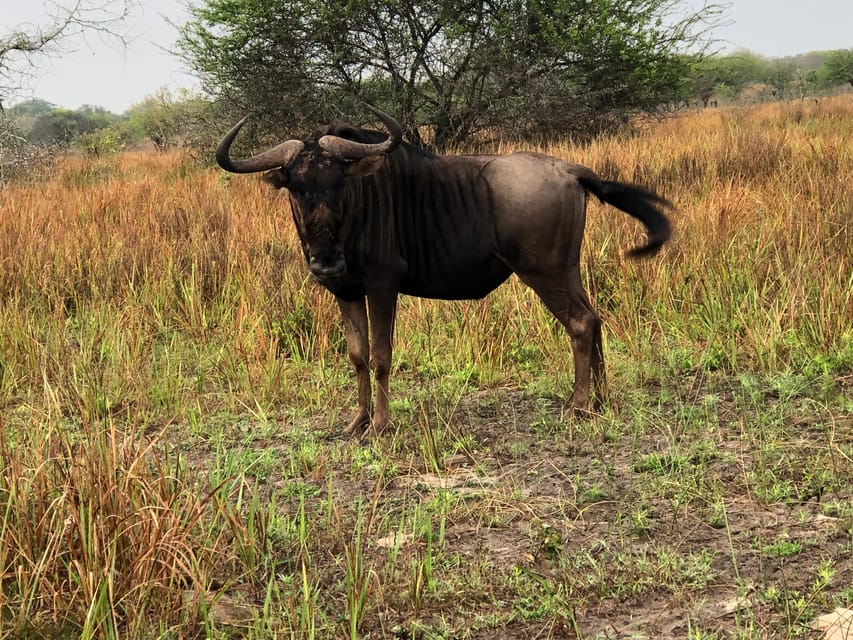 Safari im Maputo-Nationalpark | GetYourGuide