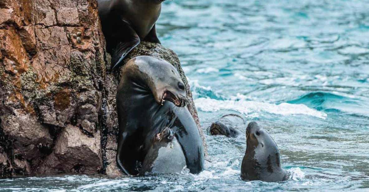 De Paracas: Excursão às Ilhas Ballestas | GetYourGuide