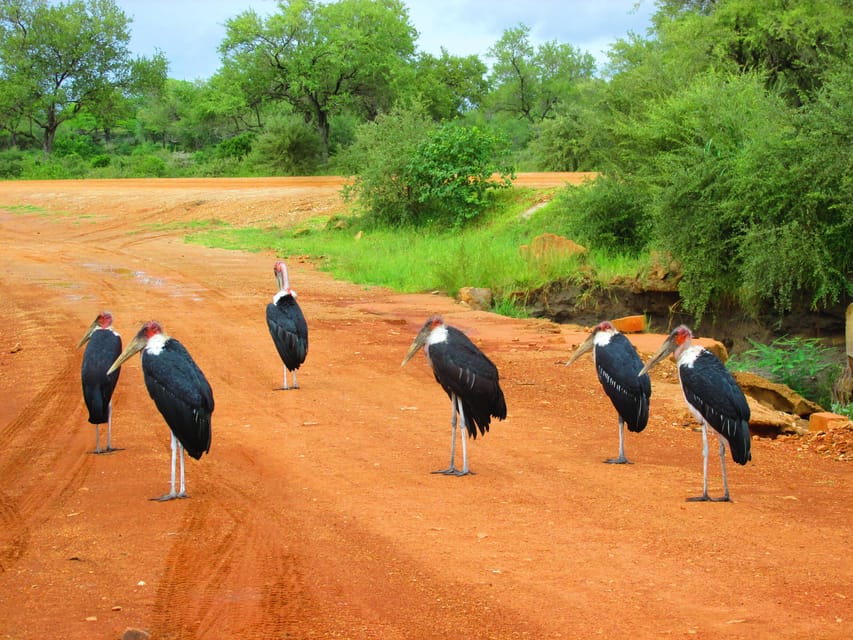 3 DAYS SAFARI TO SELOUS GAME RESERVE (Flying Safari) | GetYourGuide