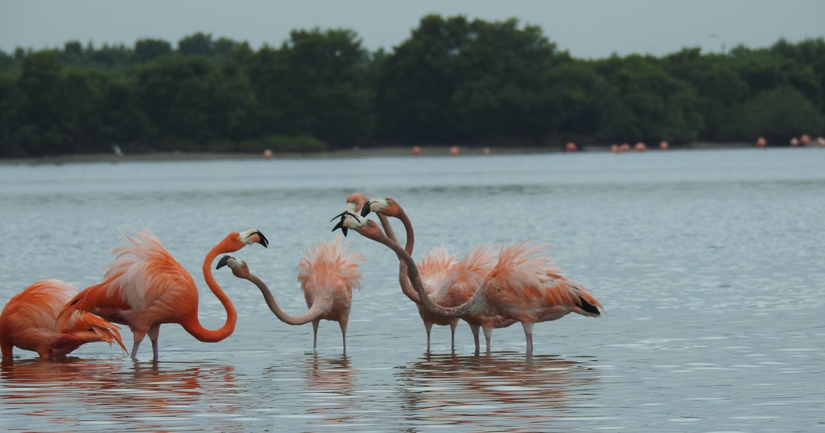 Mérida: Flamingos e a maya na costa de Yucatán | GetYourGuide