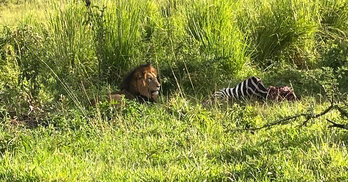 2-Days Akagera Game Drive with a Boat Ride. | GetYourGuide