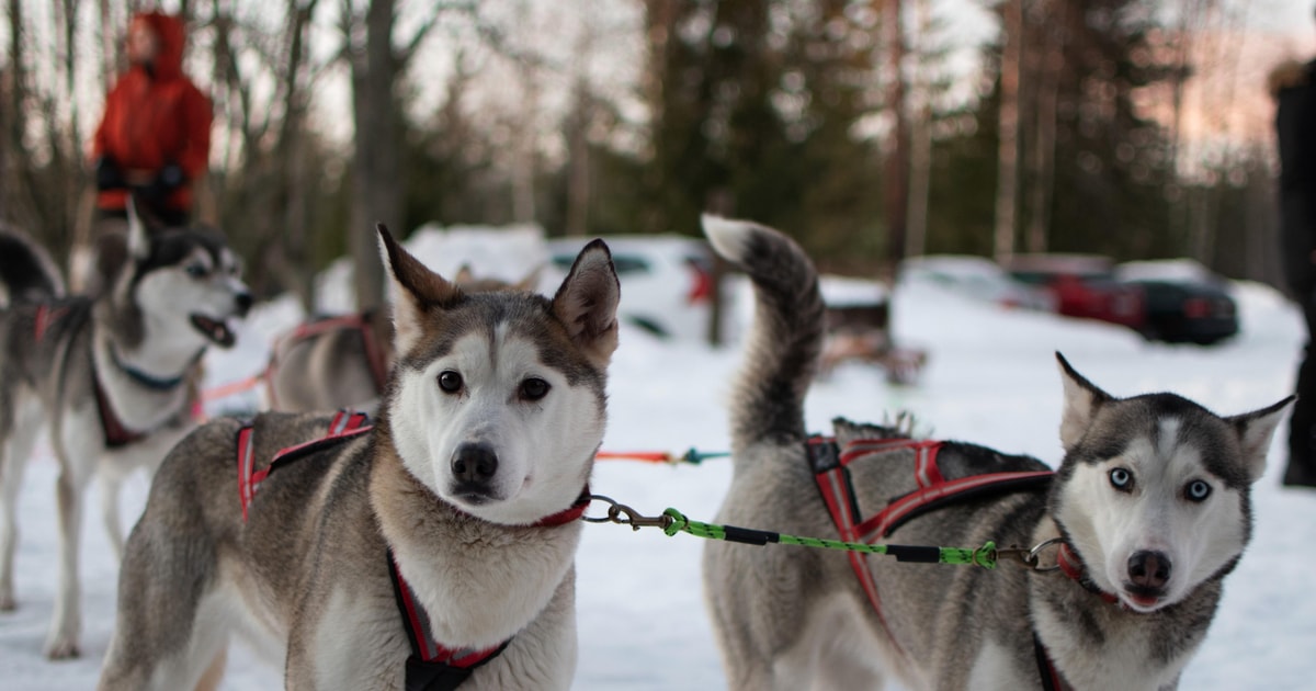 Luleå: Kør dit eget husky-team 20 km | GetYourGuide