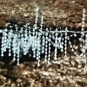 Gold Coast: Glow Worms Nocturnal Rainforest & Waterfall Walk | GetYourGuide