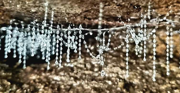 Gold Coast: Glow Worms Nocturnal Rainforest & Waterfall Walk | GetYourGuide