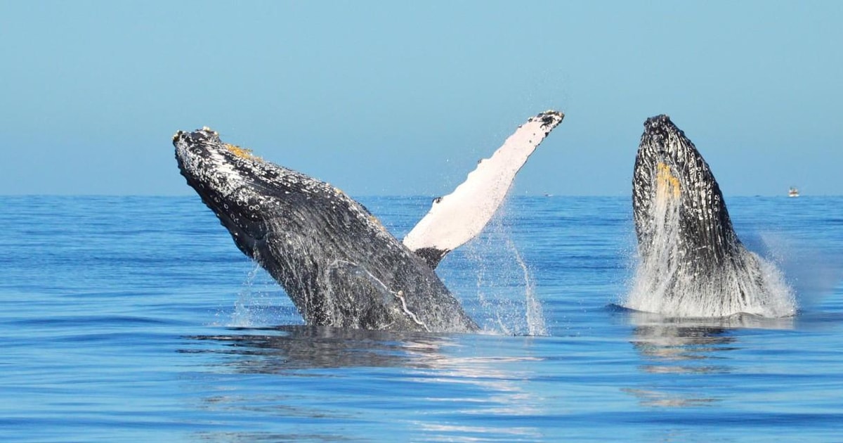 Santo Domingo: Avistamiento de Ballenas e Isla Barcadi Día Completo ...