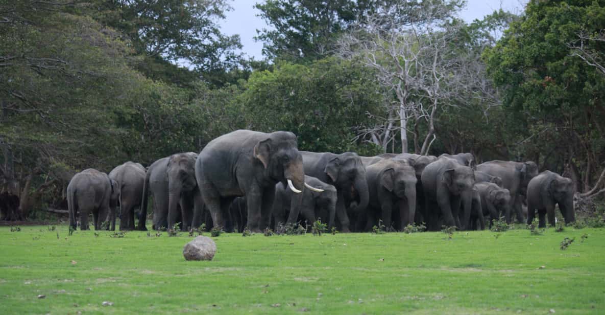 Kaudulla National Park-Elephant Gathering Safari | GetYourGuide