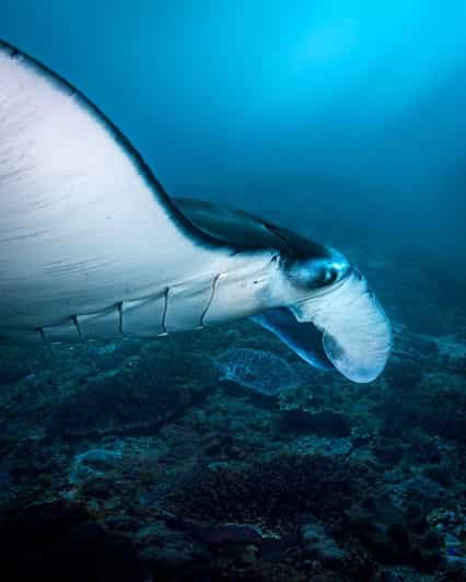 Depuis Bali : Plongée privée à Manta Point Nusa Penida | GetYourGuide