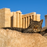 Athens: Acropolis Guided Tour with Tickets included - 2026 (Verified ...
