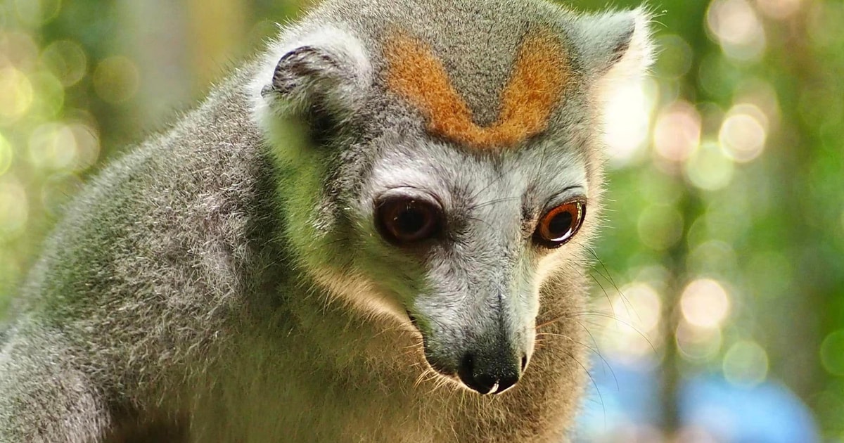 Madagascar: Northern Tour | GetYourGuide