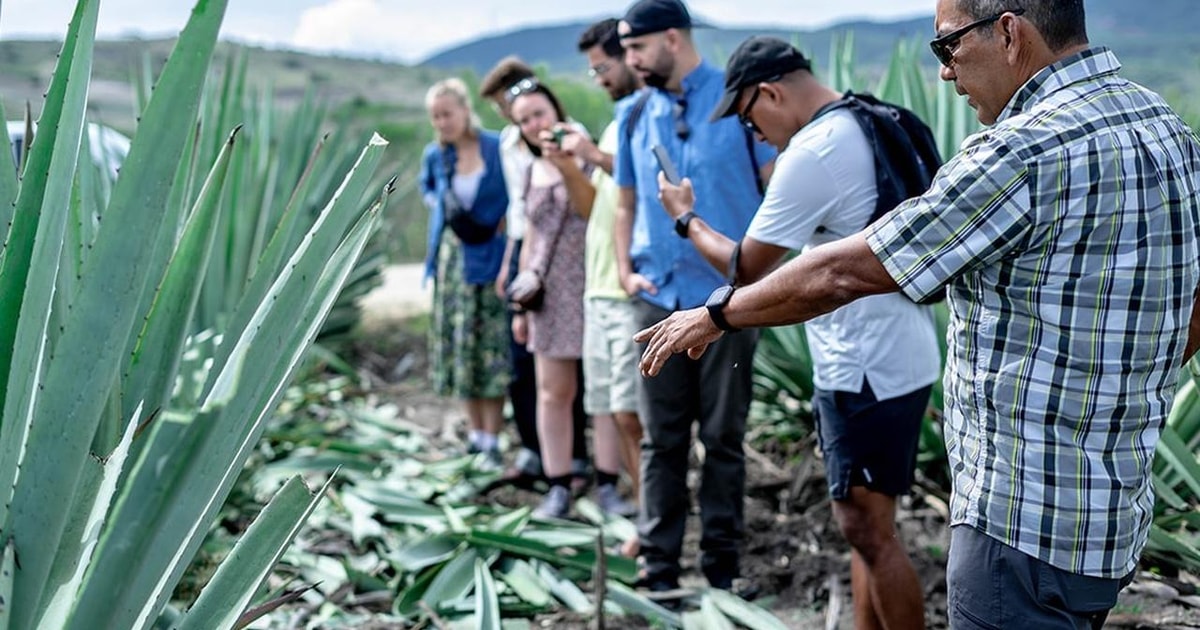 Oaxaca: Mezcal Distillery Tour with Tastings | GetYourGuide