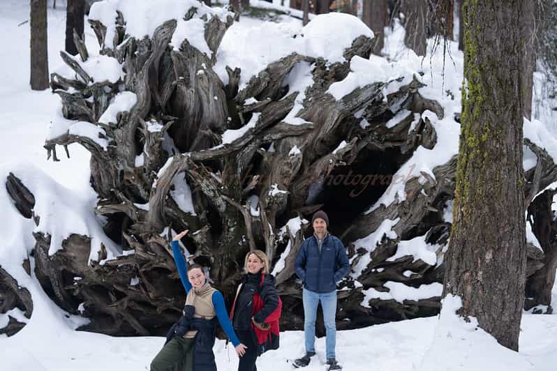 Heart of the Giant Forest Hike: Congress Trail& Sherman Tree | GetYourGuide