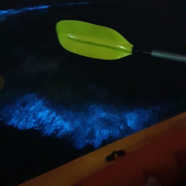 Magical Bioluminescence plankton tour | GetYourGuide