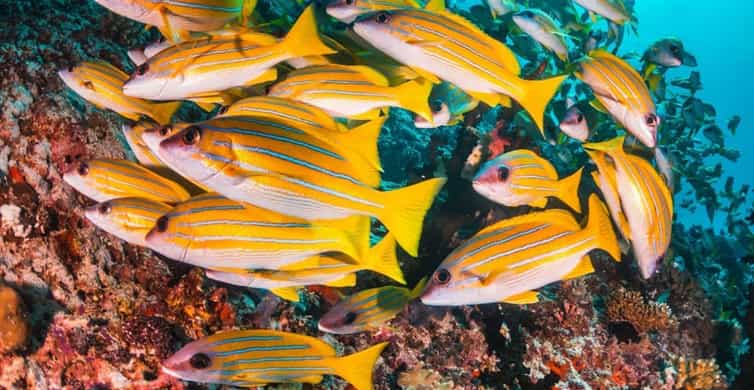 Clear Kayak, Cooking Class with Lunch, Horse Riding, Emerson | GetYourGuide