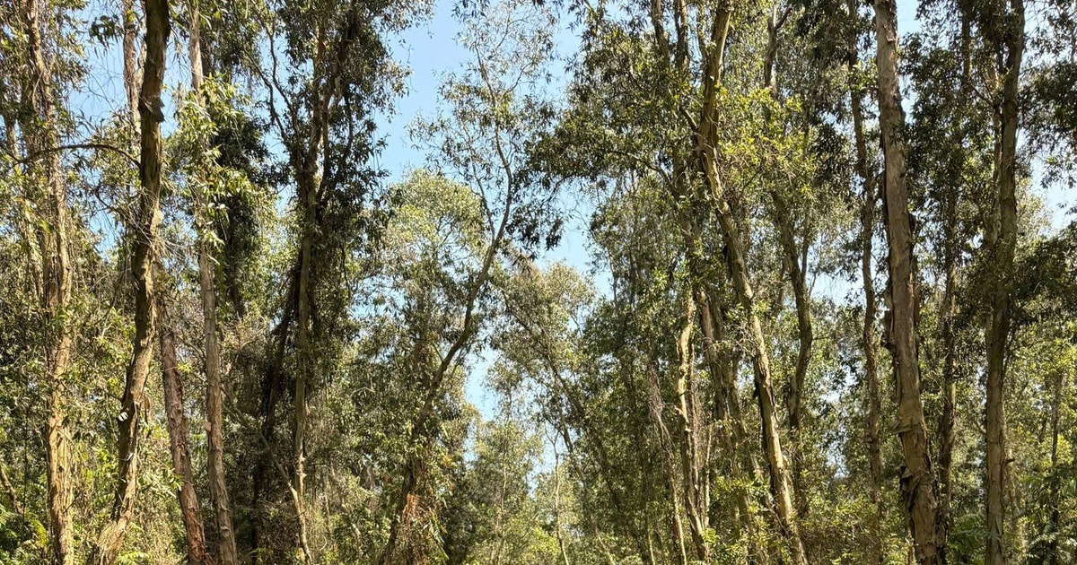 Rach Gia: 3-Day Tra Su Cajuput Forest & Bike Tour | GetYourGuide