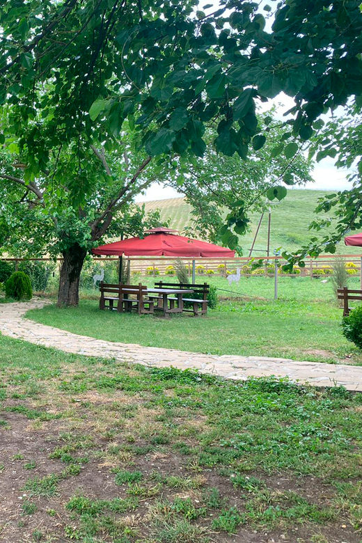 Alpaca farm in Shamakhi (Azerbaijan) 1 Day | GetYourGuide