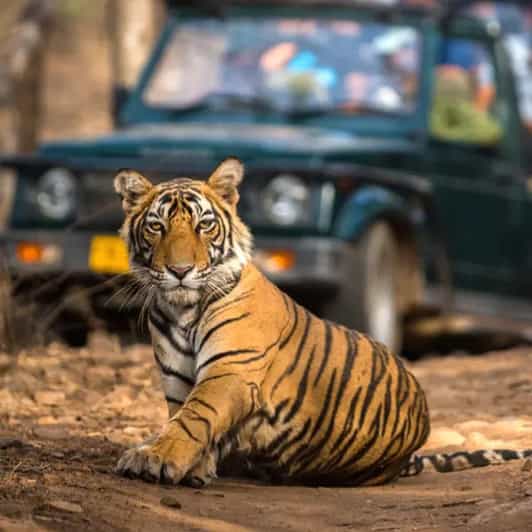 Ranthambore Safari ile Altın Üçgen Turu 6D/5N | GetYourGuide