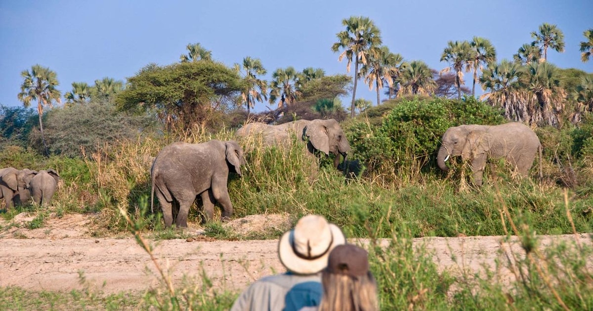 AMAZING SAFARI FROM LAKE MANYARA NATIONAL PARK TO MOSHI | GetYourGuide
