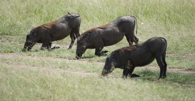 3 Maasai Mara Group Safari-IN A SAFARI VAN | GetYourGuide