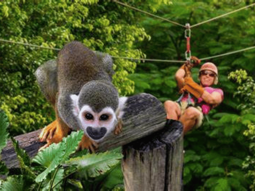 From Punta Cana: Monkey Land Half Day Tour Safari All Family | GetYourGuide