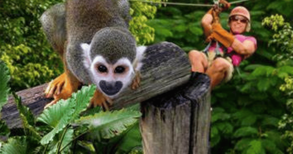 Punta Cana: Monkey Land Half-Day Safari and Plantation | GetYourGuide