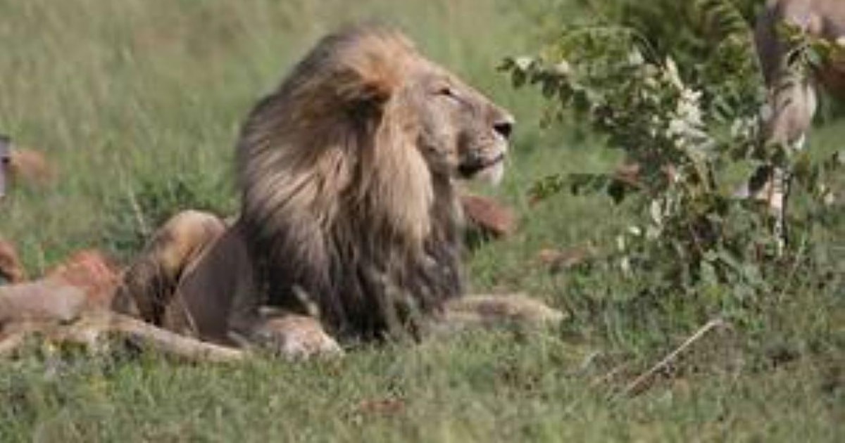 Pilanesberg: Pirschfahrt mit Mittagessen - Manyane Gate | GetYourGuide