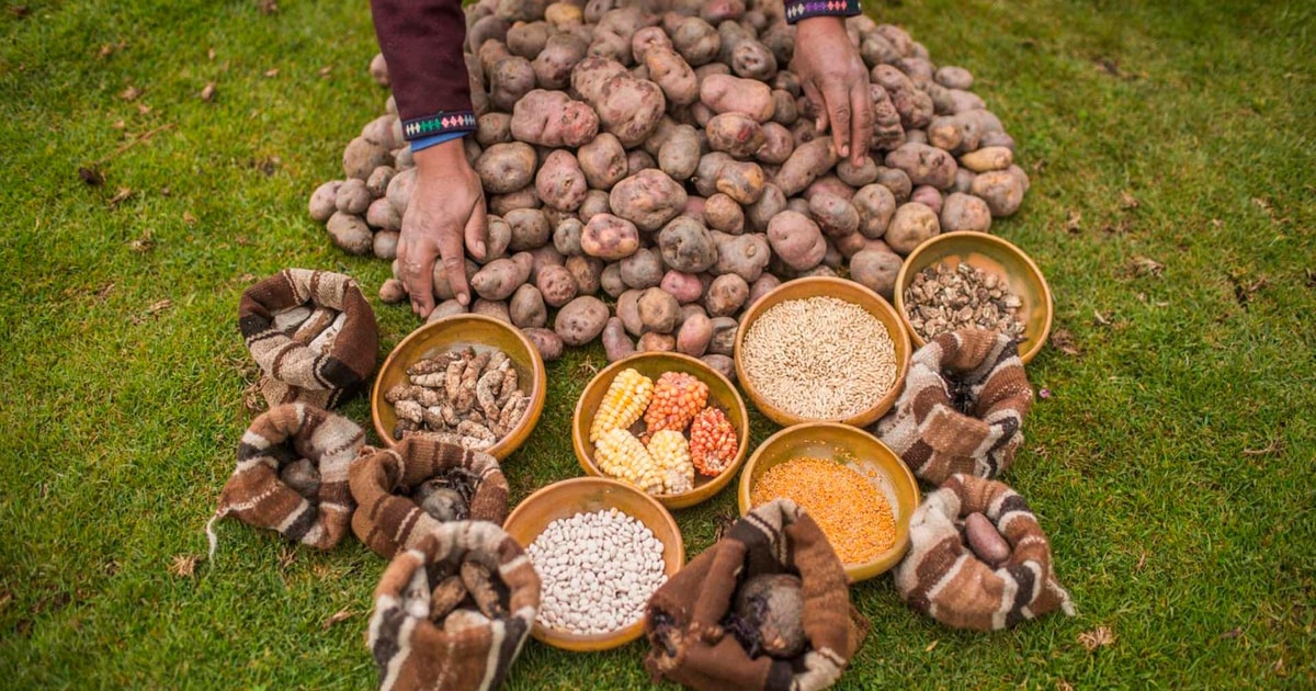 Half day visit to the Potato Park - Paru Paru Community | GetYourGuide