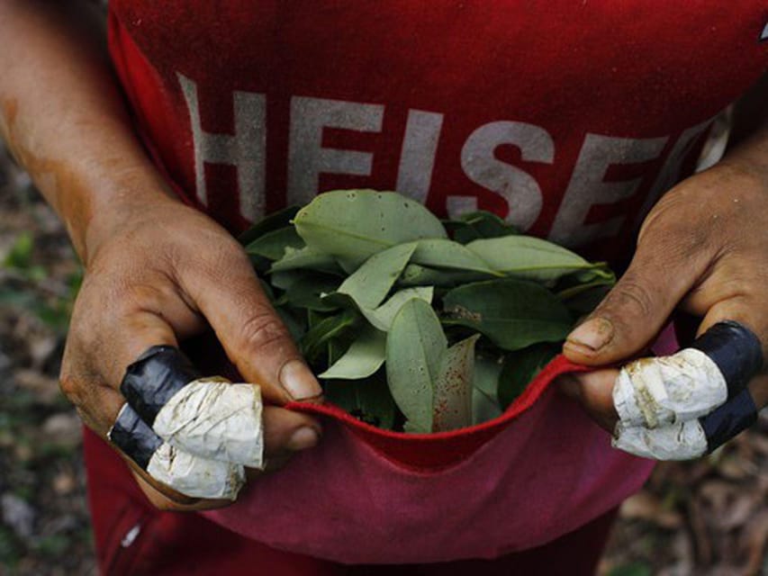 Reading your future in coca leaf in Spanish | GetYourGuide