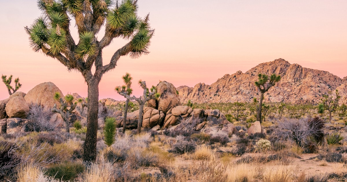 Las Vegas'tan 10 Kendi Kendine Rehberli Sürüş Turu | GetYourGuide