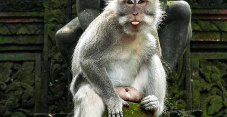 Ubud : Apinametsä - Viidakkokeinu - Vesiputous ja temppeli | GetYourGuide