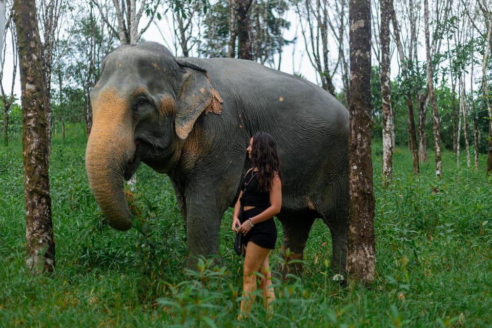 Phuket: Elephant Sanctuary Small Group Tour in Khao Lak | GetYourGuide