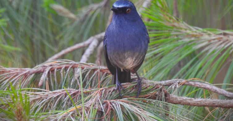 Munnar Birding and Bird Photography Trip | GetYourGuide