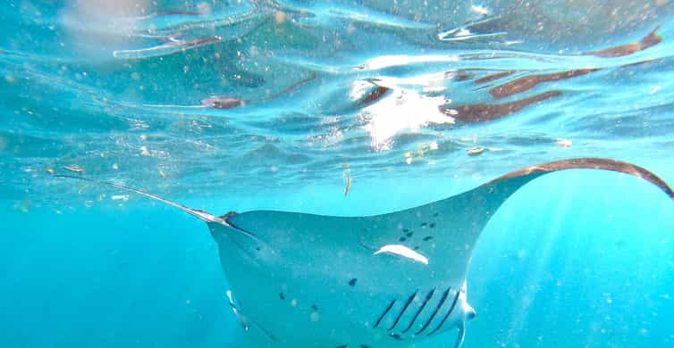 Manta Point, Nusa Penida - Book Tickets & Tours | GetYourGuide