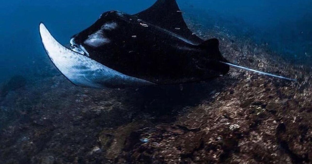Nusa Penida Manta Point Snorkeling With Manta And Land Tour | GetYourGuide