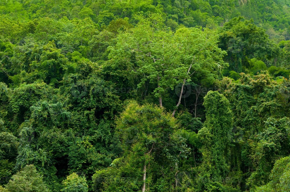 Visita a la selva tropical de Sugar City St.Kitts | GetYourGuide