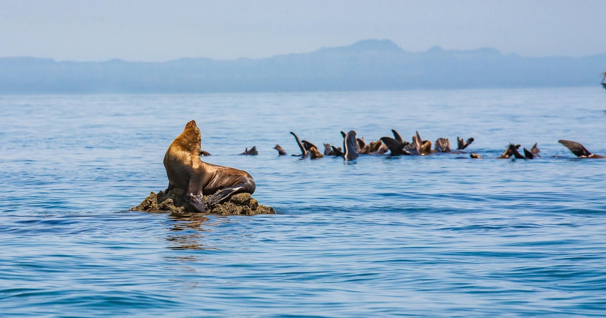 La Paz: Tour dell'isola di Espiritu Santo | GetYourGuide