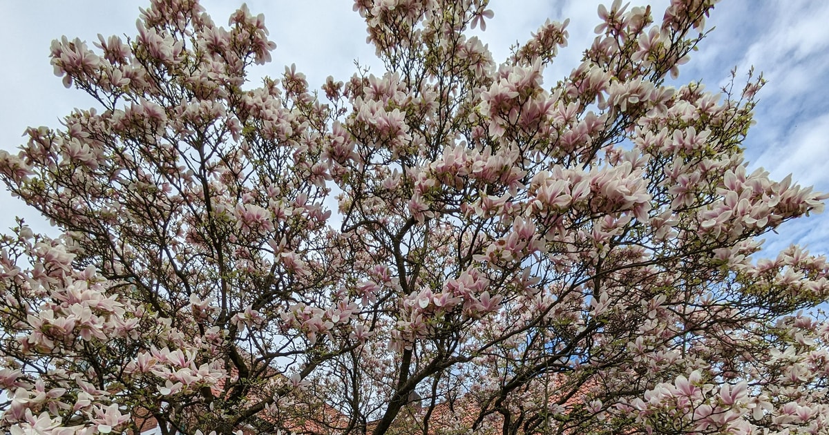 Hamburg Country Side - Altes Land | GetYourGuide