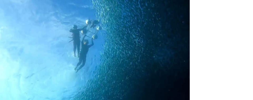 Cebu: Oslob Whale Shark and Moalboal Sardine Run, Sea Turtle | GetYourGuide