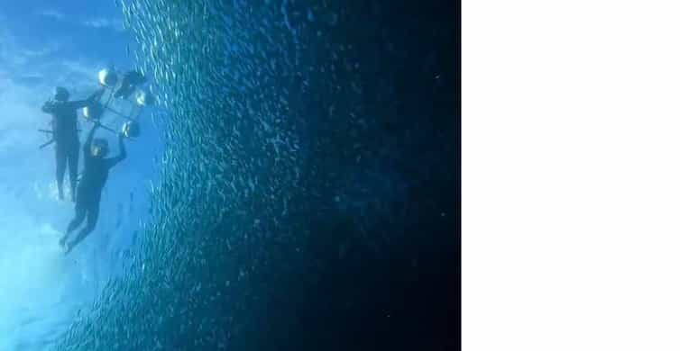 Cebu: Oslob Whale Shark and Moalboal Sardine Run, Sea Turtle | GetYourGuide