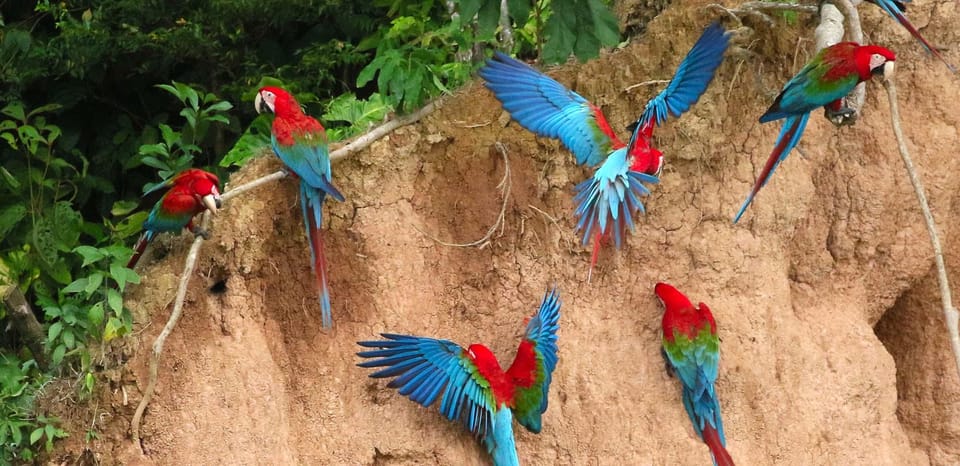 Excursion to the Parrot and Macaw Clay Lick | Canoe | | GetYourGuide