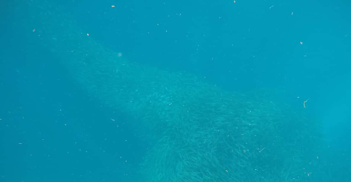 Cebu: Kawasan Canyoneering & Sardines Run og Turtle Chase | GetYourGuide