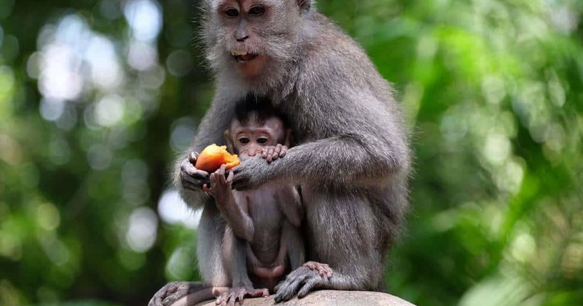 Bali: Ubud Monkey Forest, Tegallalang Rice Terraces & Swing | GetYourGuide