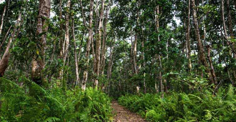 ZANZIBAR: Jozani Forest & Salaam cave | GetYourGuide