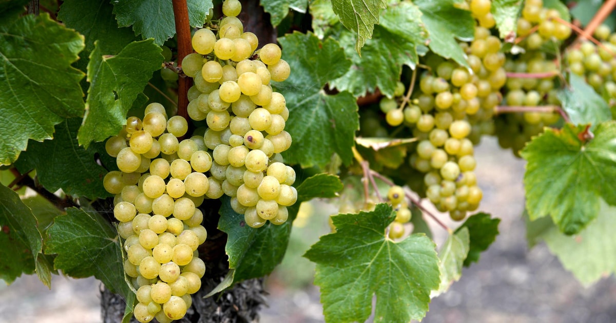 Basel's Cheese, Wine, and Vineyard Visit Private Tour | GetYourGuide